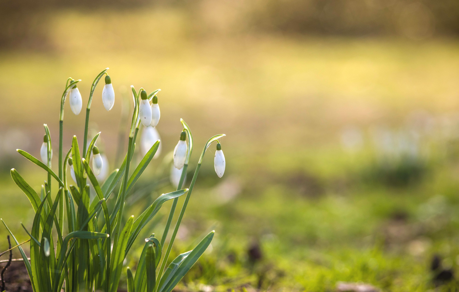 Detox Plan for a Spring Cleanse